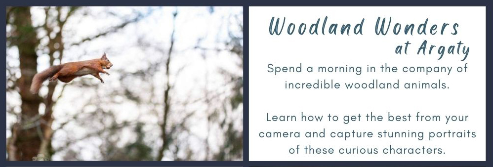 Wildlife Hide Workshops – Wild Life by Jo